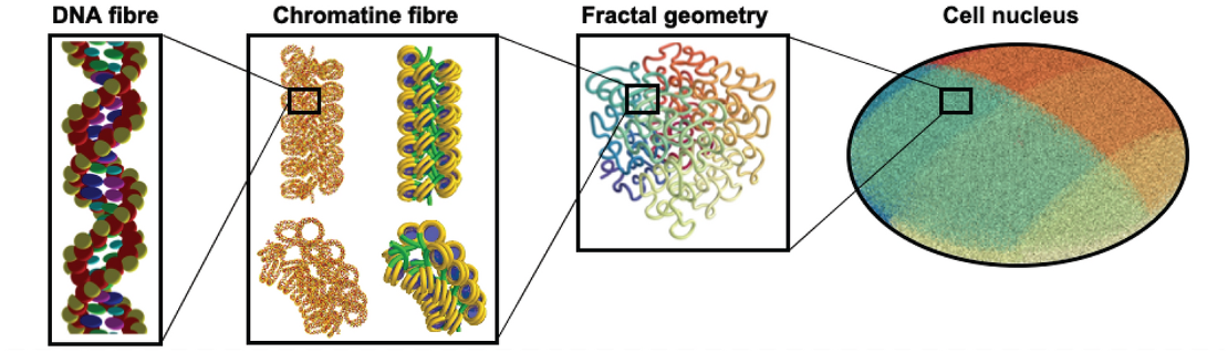 Human cell - molecularDNA